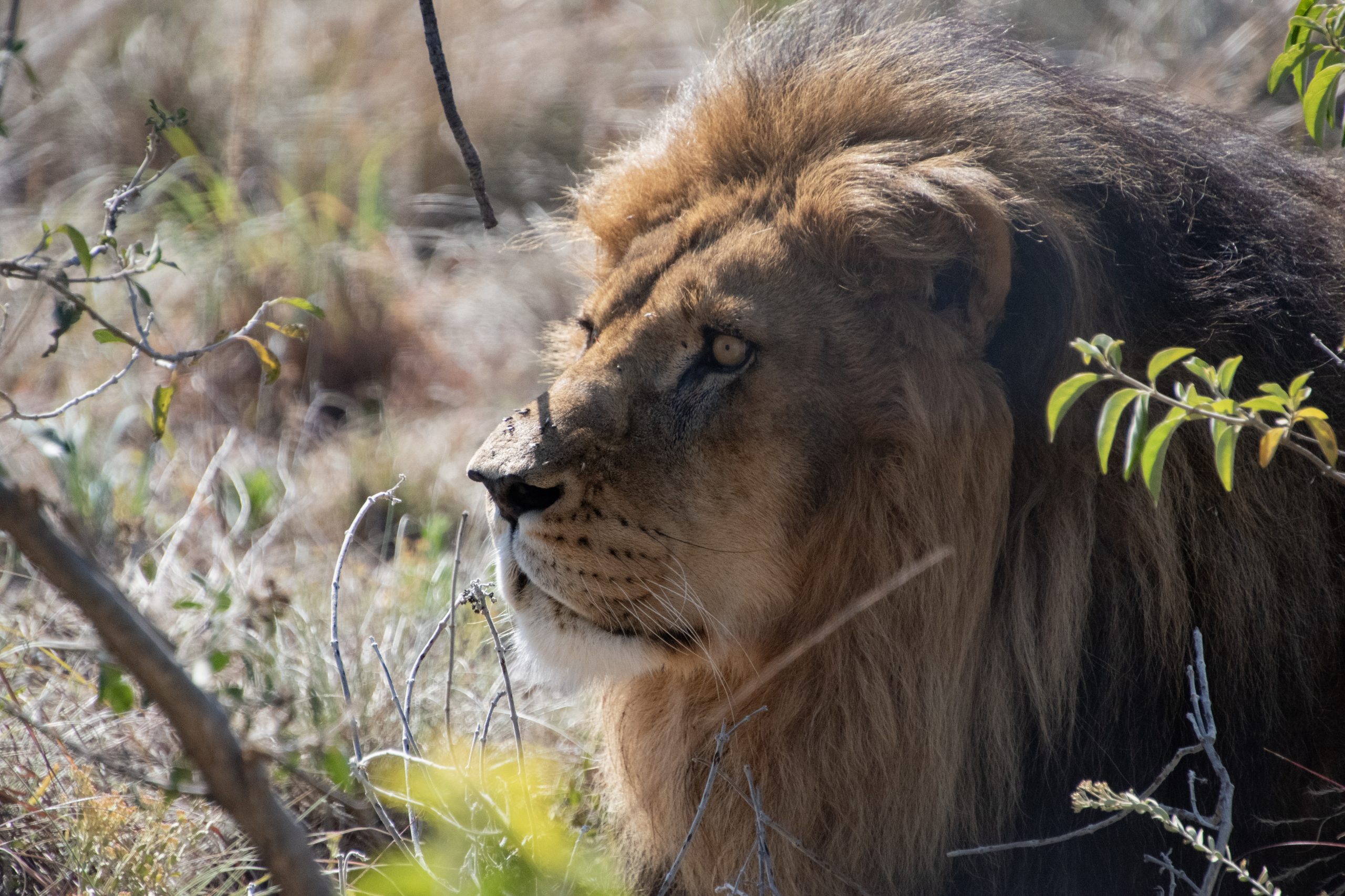 Simba - The Lions Foundation